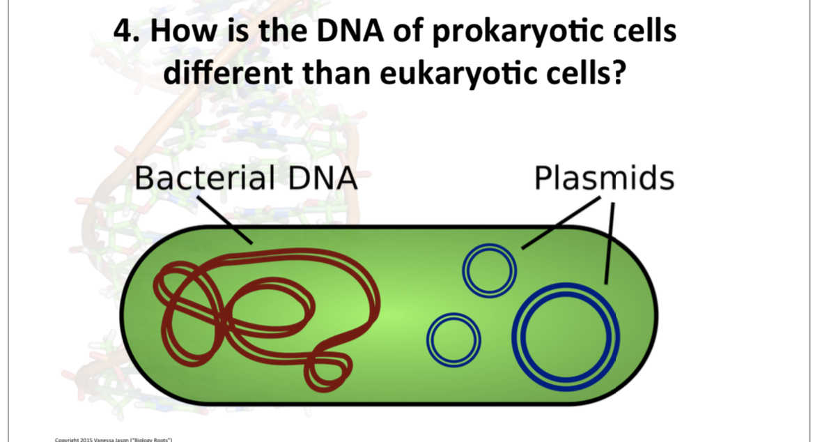 Solved How is the DNA of prokaryotic cells different than | Chegg.com
