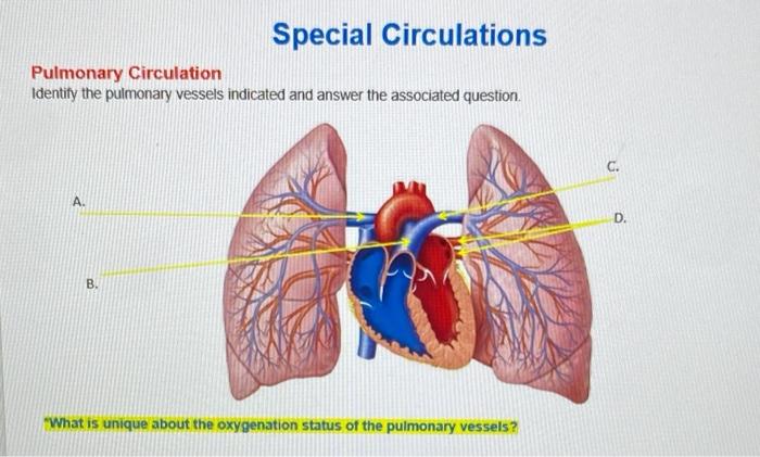 Solved Special Circulations Pulmonary Circulation Identify | Chegg.com