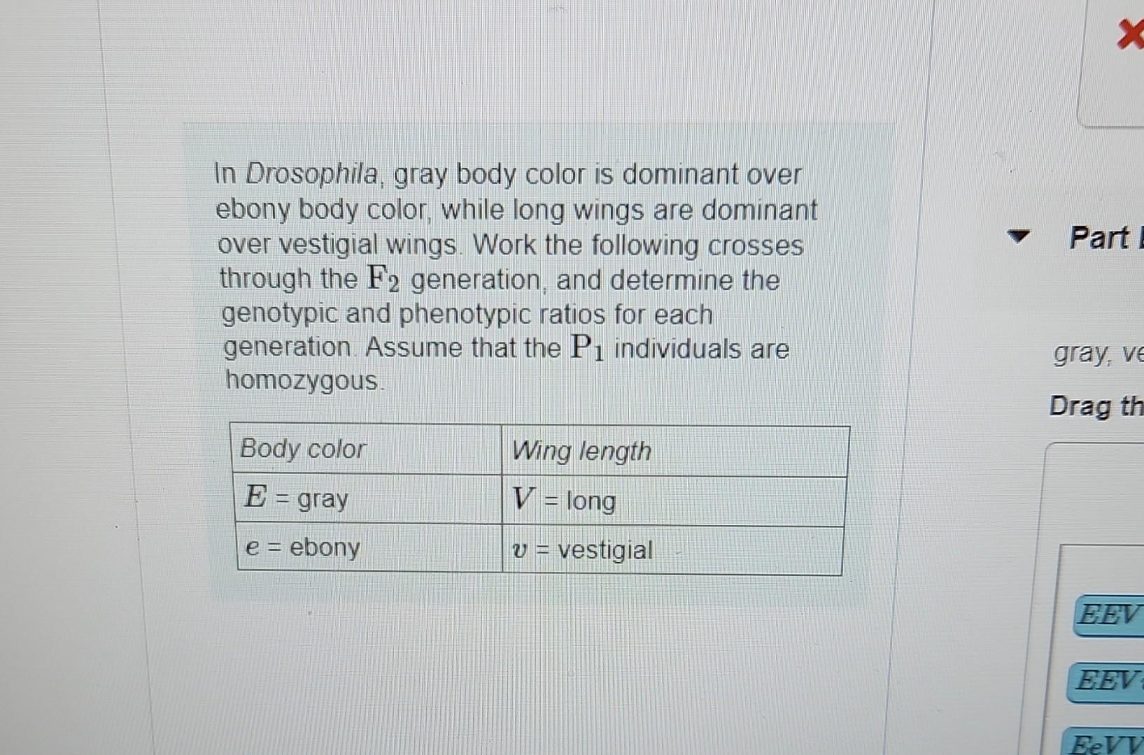 Solved In Drosophila, gray body color is dominant over ebony | Chegg.com