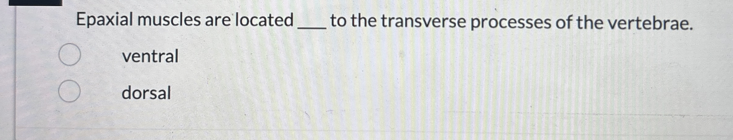 Epaxial muscles are located q, ﻿to the transverse | Chegg.com