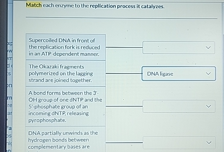 Solved Match each enzyme to the replication process it | Chegg.com
