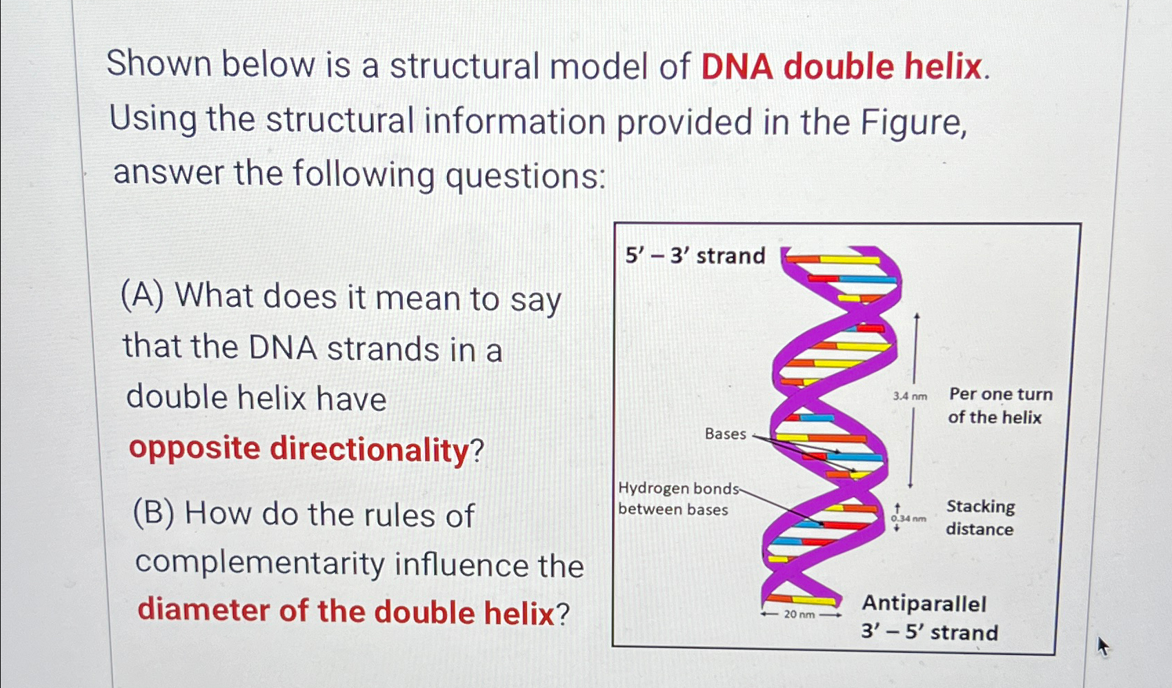Solved Shown below is a structural model of DNA double | Chegg.com