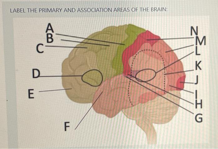 Solved LABEL THE PRIMARY AND ASSOCIATION AREAS OF THE BRAIN: | Chegg.com