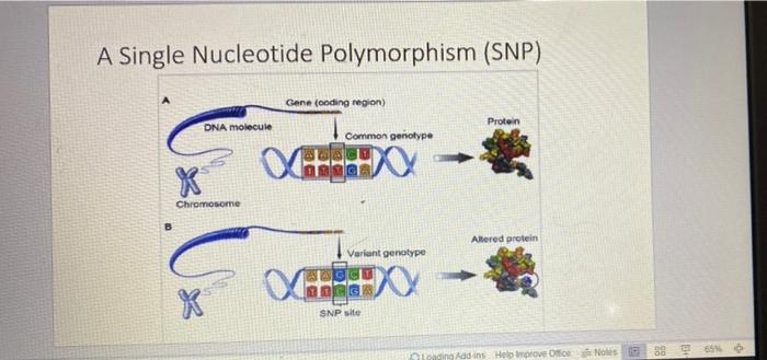 Solved A Single Nucleotide Polymorphism (SNP) Gene (coding | Chegg.com