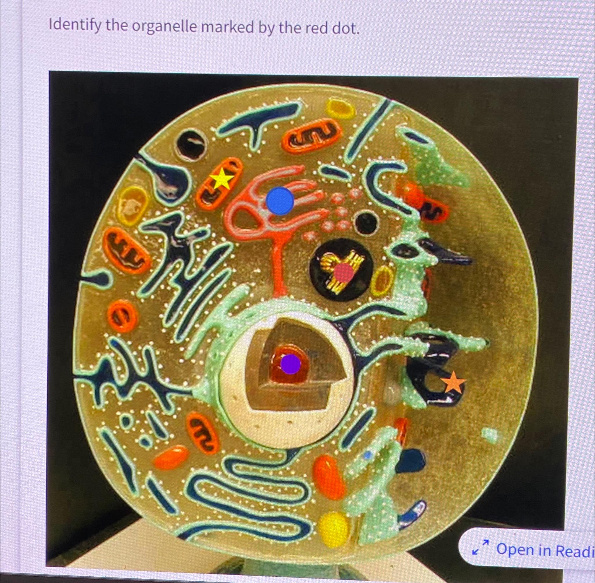 Solved Identify the organelle marked by the red dot. | Chegg.com