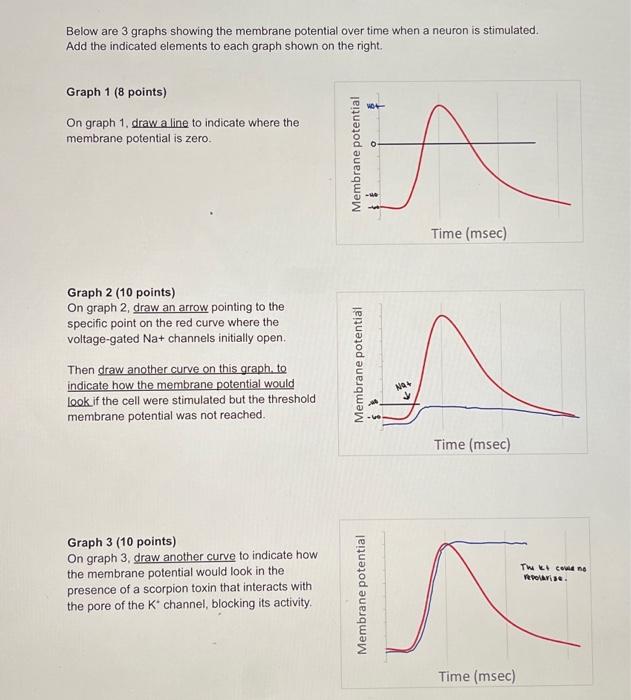 Solved Below are 3 graphs showing the membrane potential | Chegg.com