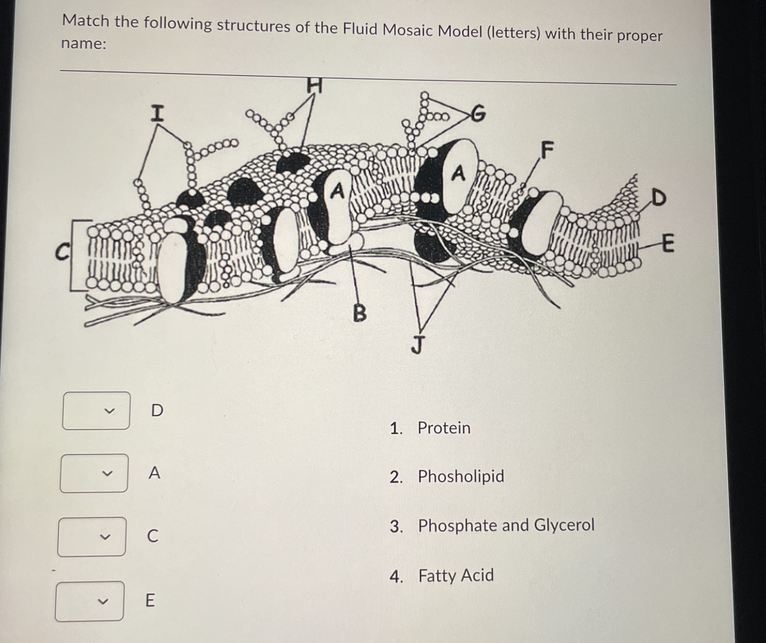 Solved Match the following structures of the Fluid Mosaic | Chegg.com