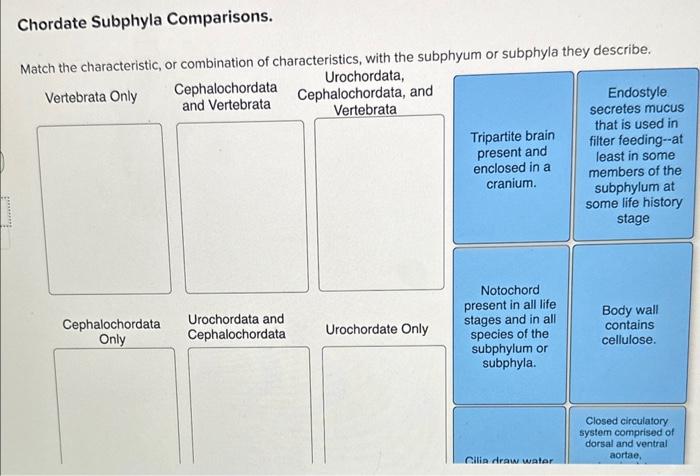 Solved Chordate Subphyla Comparisons. 1 | Chegg.com