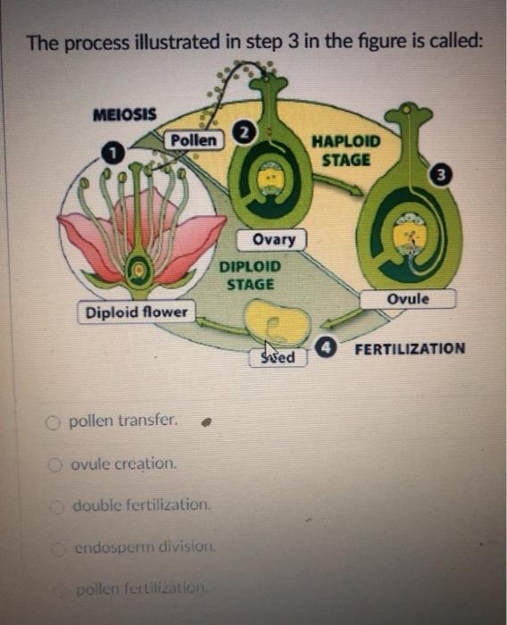 Solved The process illustrated in step 3 in the figure is | Chegg.com