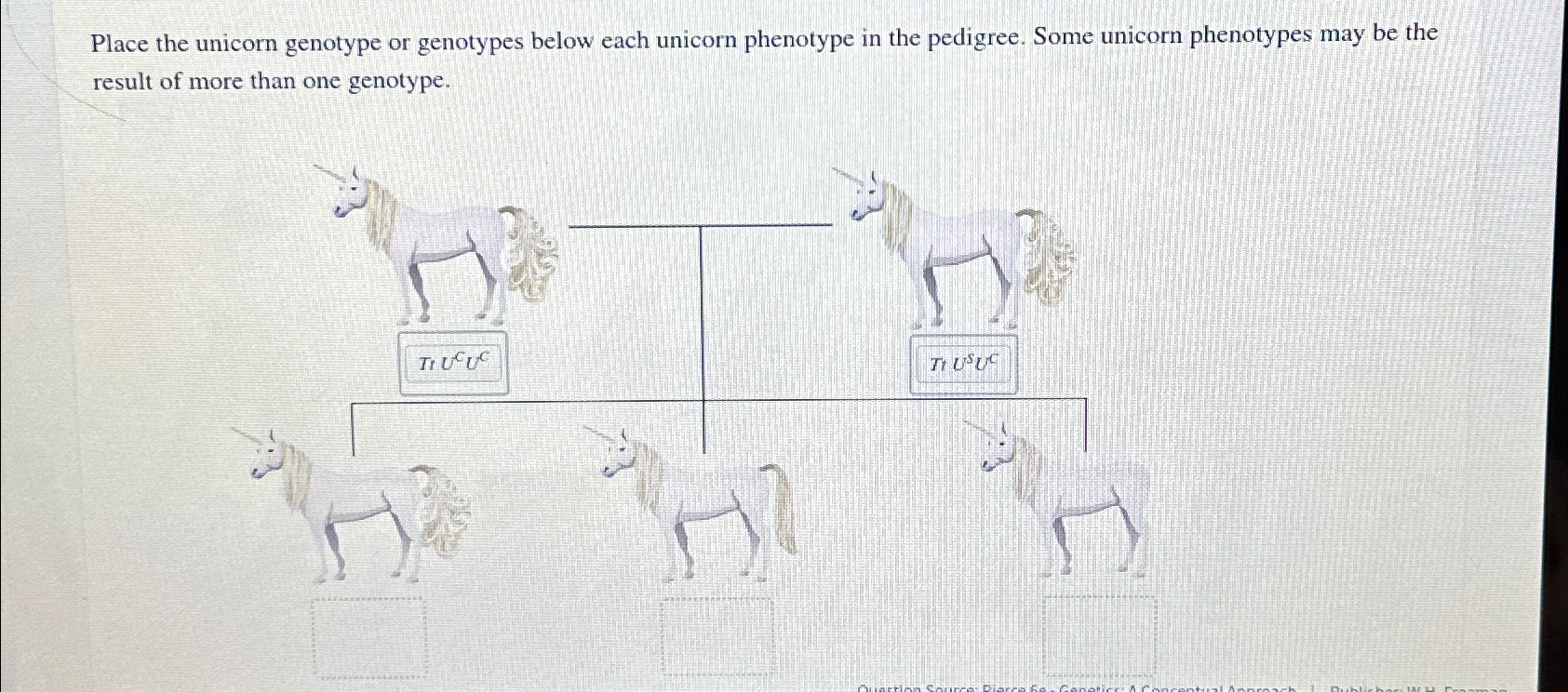 Solved Place the unicorn genotype or genotypes below each | Chegg.com