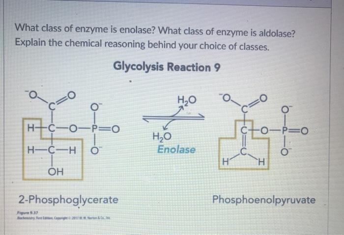 Solved What class of enzyme is enolase? What class of enzyme | Chegg.com