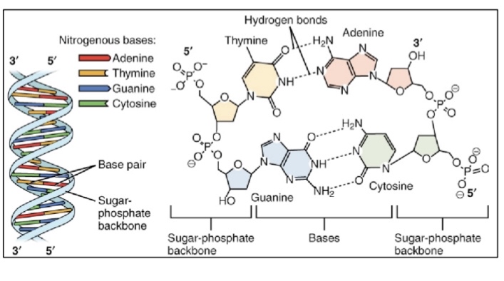 Solved Demonstrate your understanding of DNA structure by | Chegg.com Solved Demonstrate your understanding of DNA structure by | Chegg.com