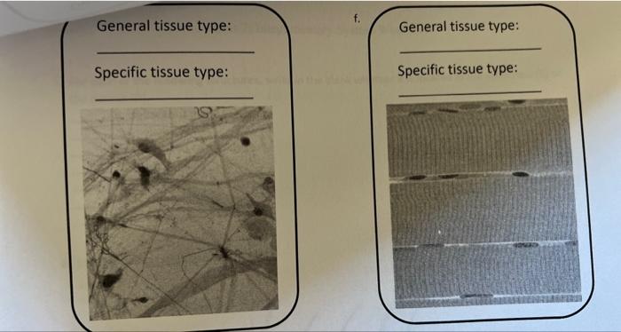 Solved 5. On the next two pages are six tissue images. For | Chegg.com
