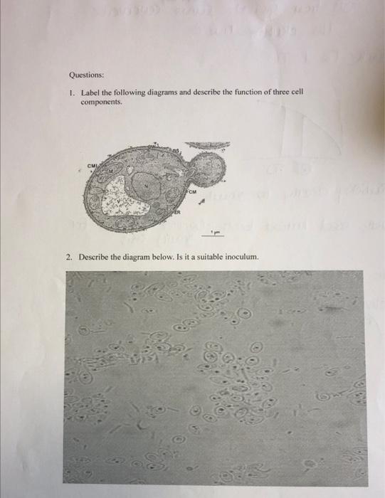 Solved 1. Label the following diagrams and describe the | Chegg.com