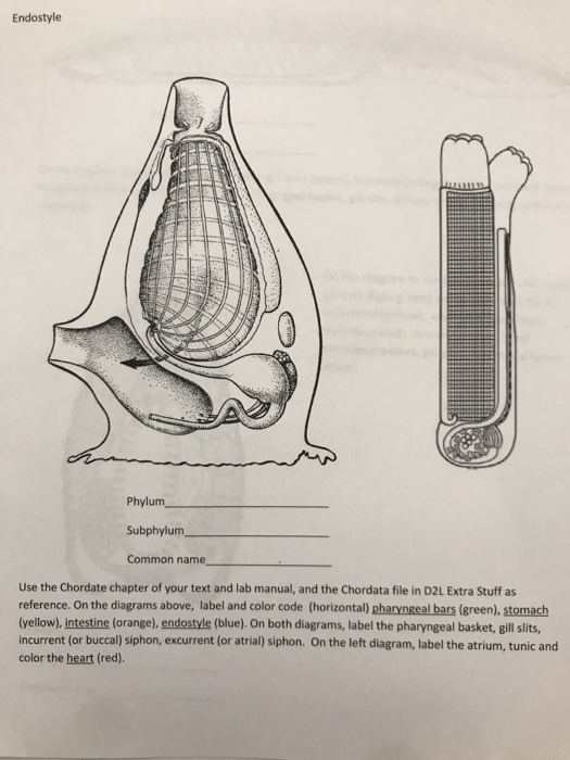Solved Endostyle Phylum Subphylum Common name Use the | Chegg.com