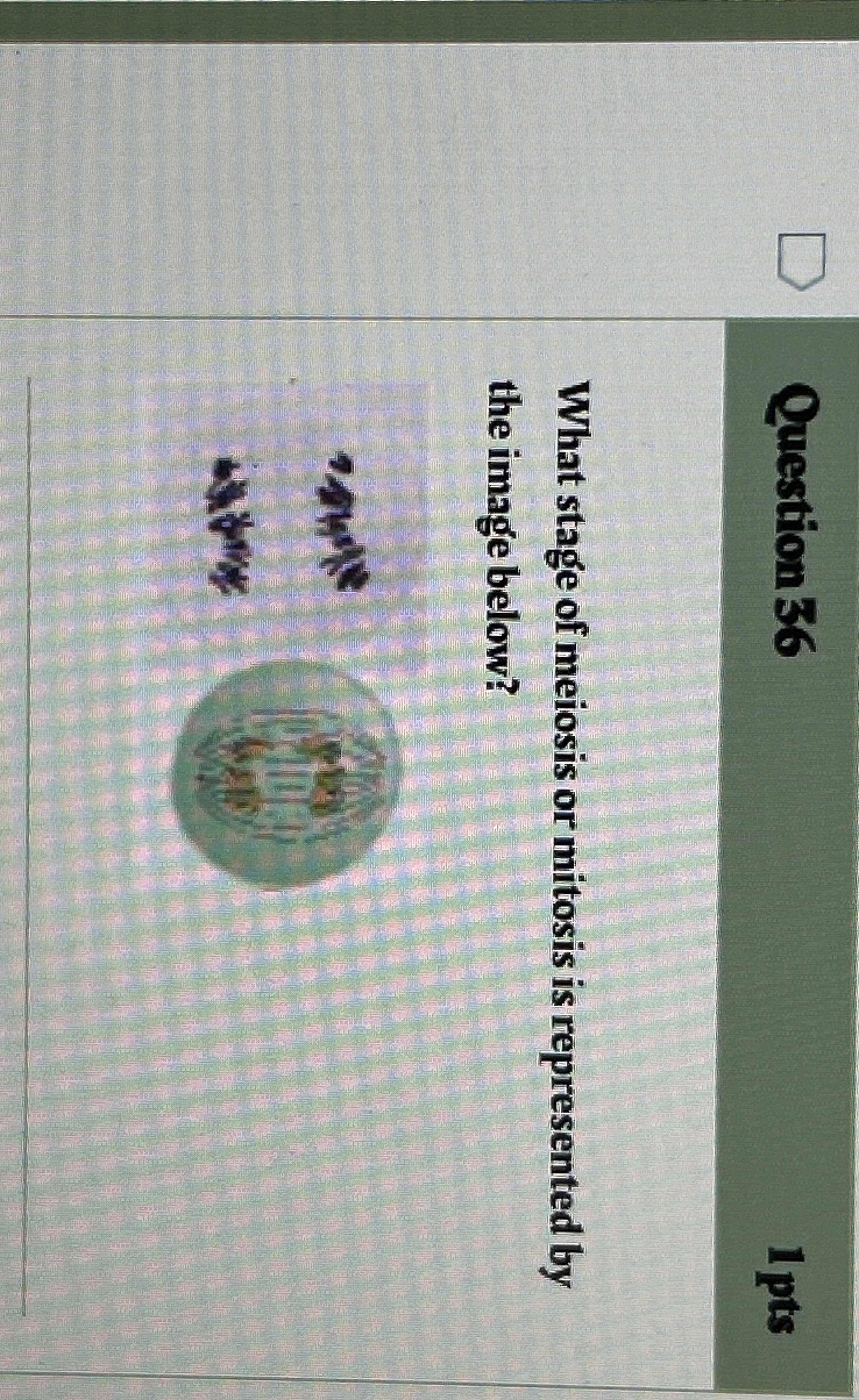 Solved Question 361 ﻿ptsWhat stage of meiosis or mitosis is | Chegg.com