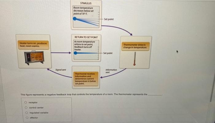 Negative Feedback Loop Diagram Body Temperature