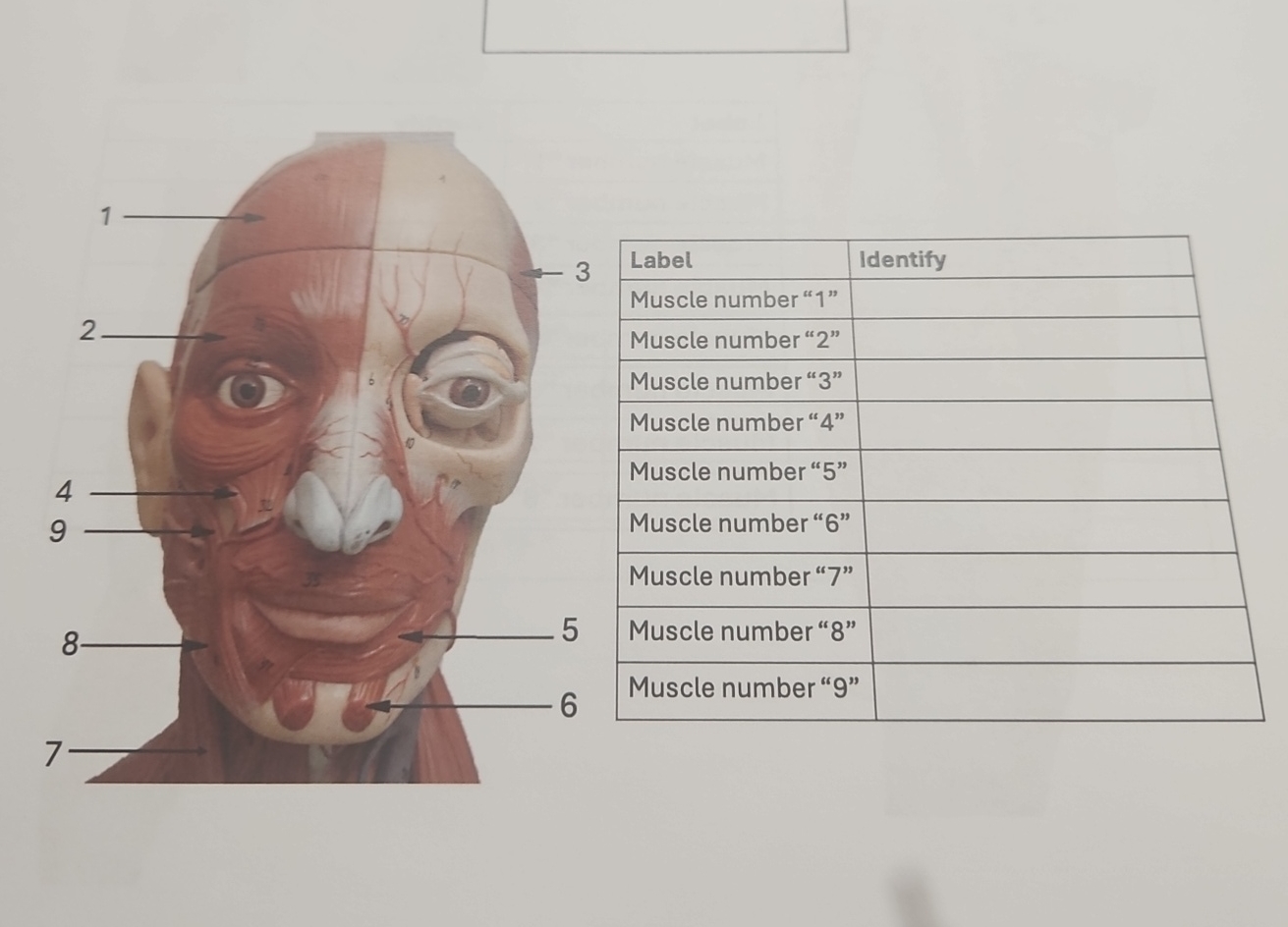 Solved \table[[Label,Identify],[Muscle number "1",],[Muscle | Chegg.com