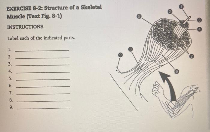 Solved EXERCISE 8-2: Structure of a Skeletal Muscle (Text | Chegg.com