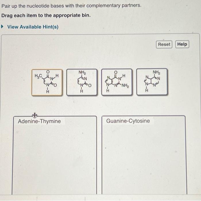 Pair Up The Nucleotide Bases With Their Complementary Partners