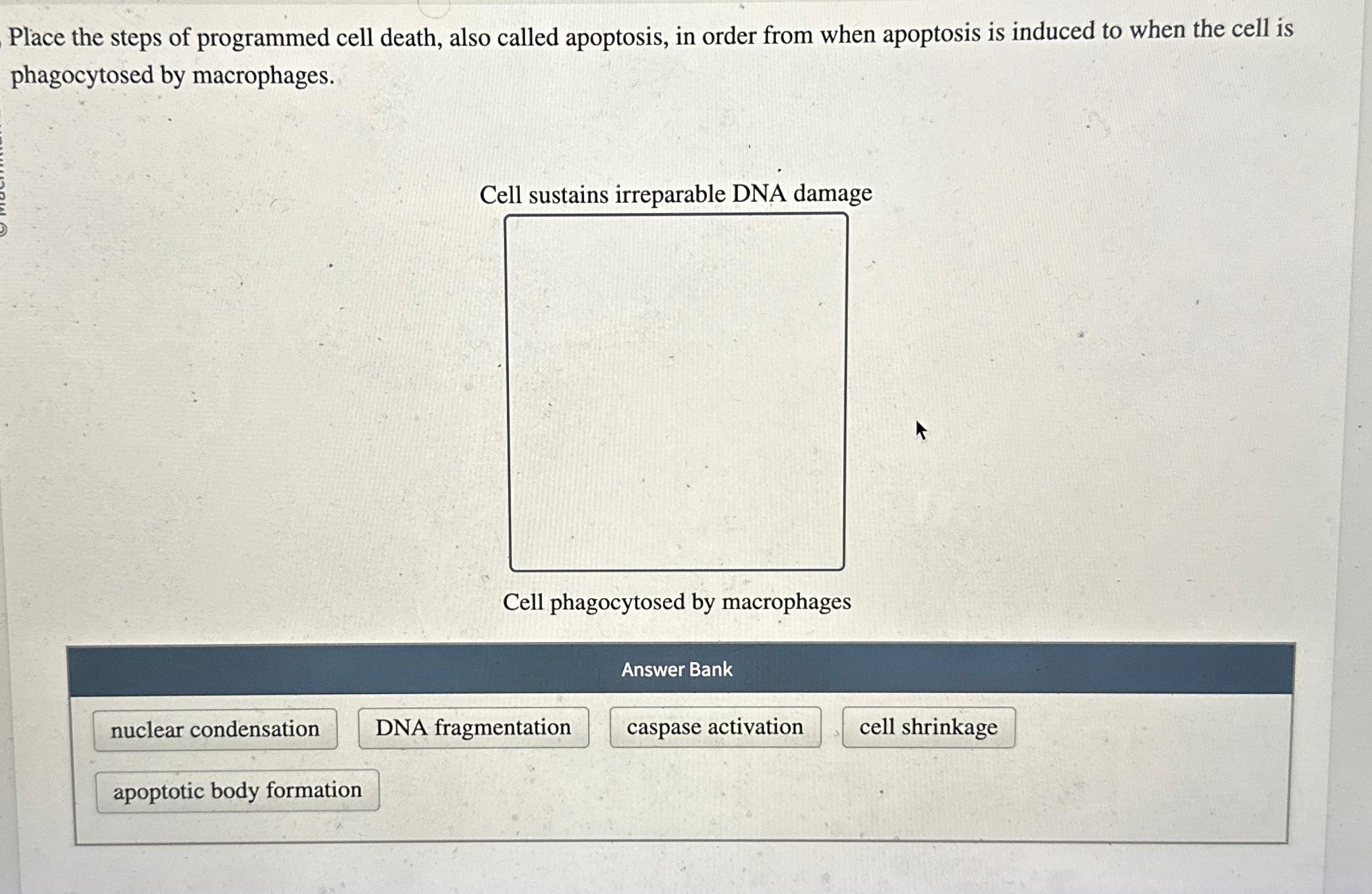 Solved Place the steps of programmed cell death, also called | Chegg.com