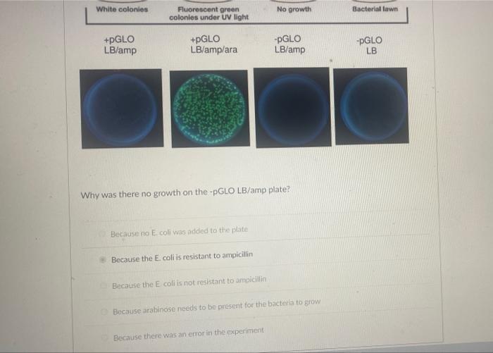 Solved Why was there no growth on the -pGLO LB/amp plate? | Chegg.com