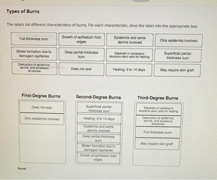 Solved Types of Burns The labels list different | Chegg.com