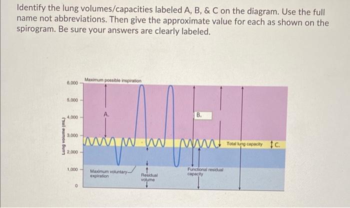 Solved Identify the lung volumes/capacities labeled A, B, & | Chegg.com