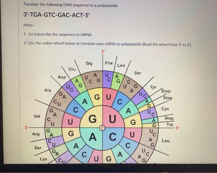 Solved G C G C Translate the following DNA sequence to a | Chegg.com