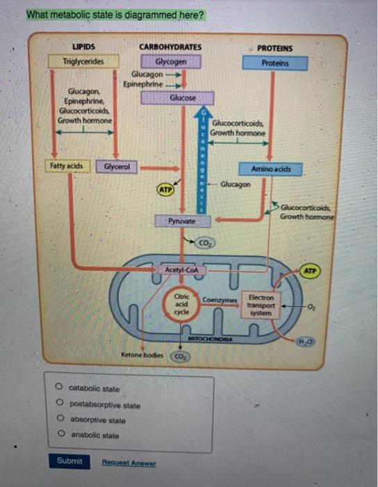 Solved What metabolic state is diagrammed here? | Chegg.com