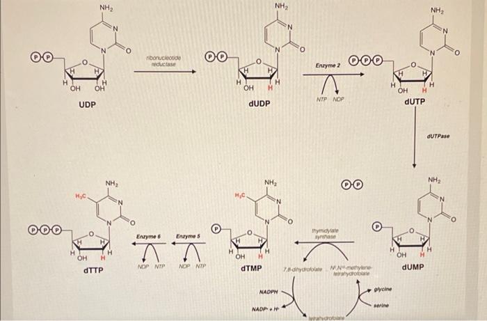 Solved dTTP synthesis begins with UDP. what is the ATP | Chegg.com