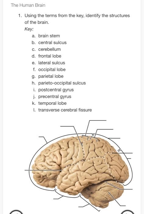 Solved The Human Brain 1. Using the terms from the key, | Chegg.com