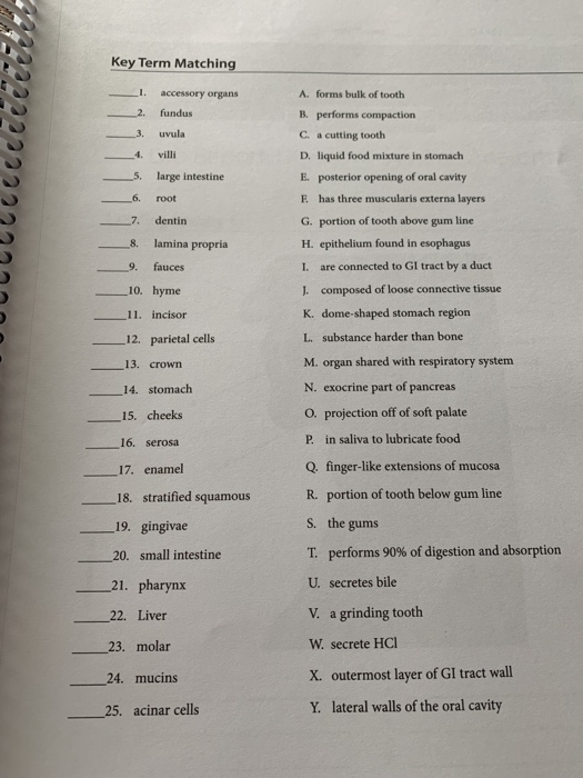 Solved Key Term Matching _I. _2. accessory organs fundus | Chegg.com