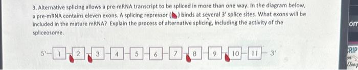 Solved 3. Alternative splicing allows a pre-mRNA transcript | Chegg.com