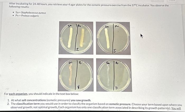Solved After incubating for 24−48 hours, you retrieve your 4 | Chegg.com
