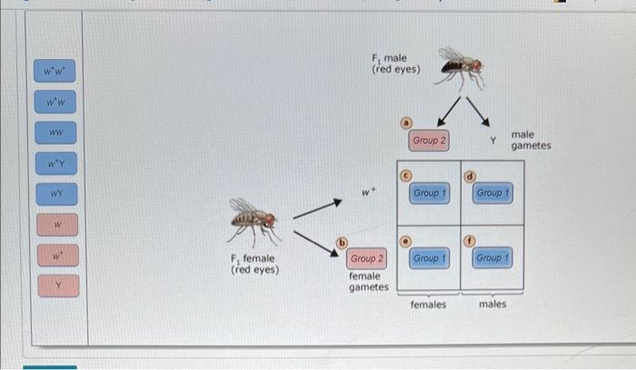 Solved Experimental Inquiry What Is The Inheritance Pattern