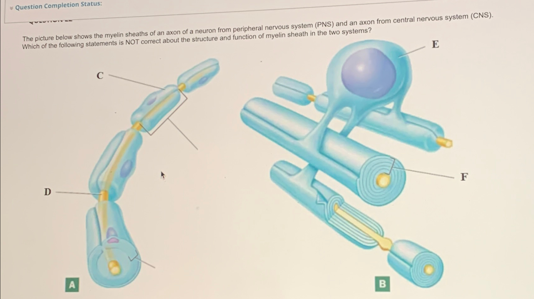 Solved The picture below shows the myelin sheaths of an axon | Chegg.com