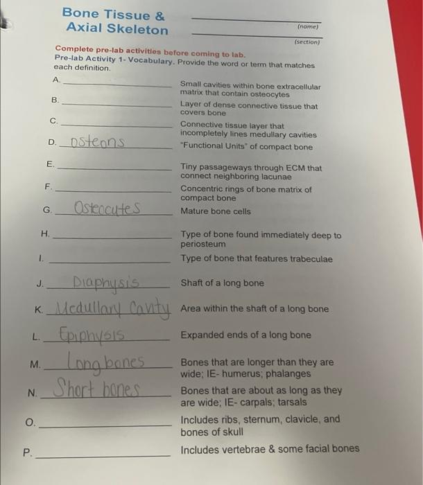 Solved L. O. P. 1. J. B. C. G. H. D._osteons E. F. Bone | Chegg.com