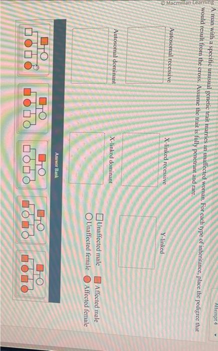 Solved A man with a specific unusual genetic trait marries | Chegg.com