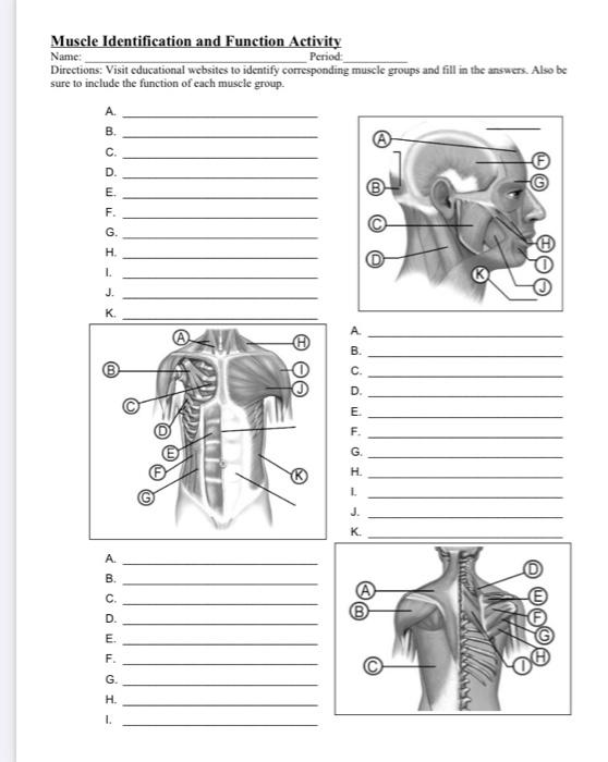 Solved Muscle Identification and Function Activity Please | Chegg.com