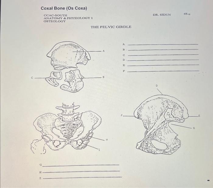 Solved Coxal Bone (Os Coxa) CCAC-SOUTH ANATOMY \& PHYSIOLOGY | Chegg.com