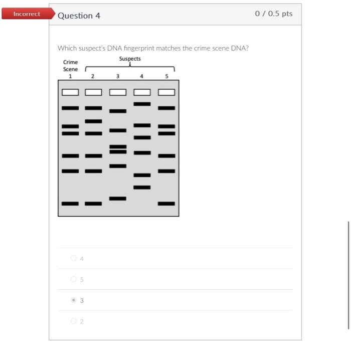 Solved Which suspect's DNA fingerprint matches the crime | Chegg.com