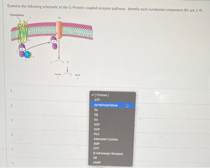 Solved Examine the following schematic of the G-Protein | Chegg.com