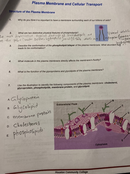 Solved Plasma Membrane and Cellular Transport Structure of | Chegg.com