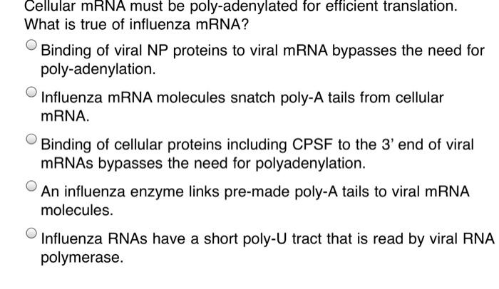 Solved Cellular mRNA must be poly-adenylated for efficient | Chegg.com
