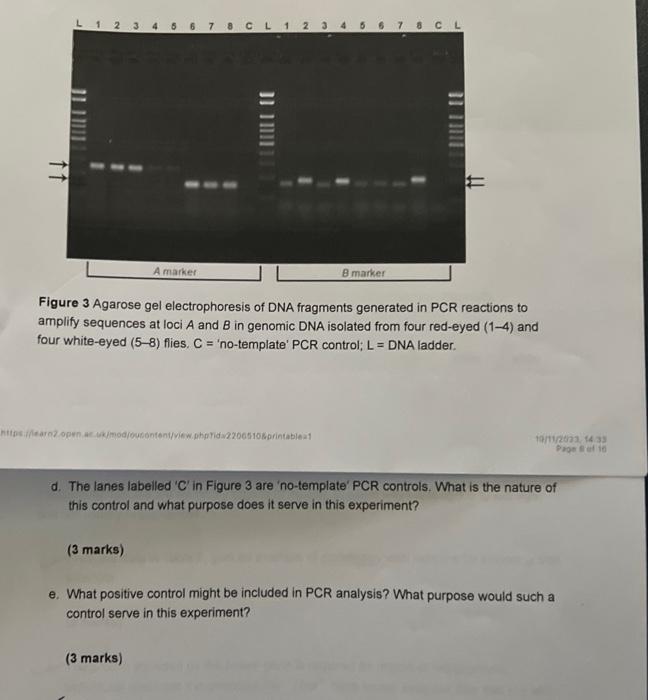 Solved Figure 3 Agarose gel electrophoresis of DNA fragments | Chegg.com