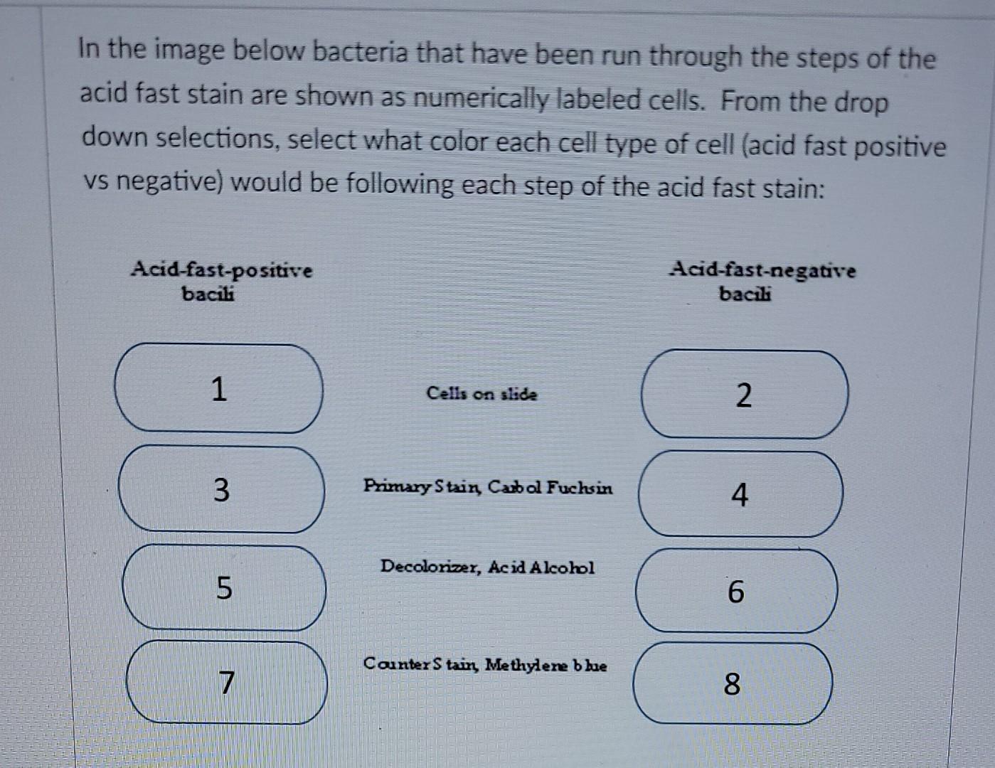 Solved In the image below bacteria that have been run | Chegg.com