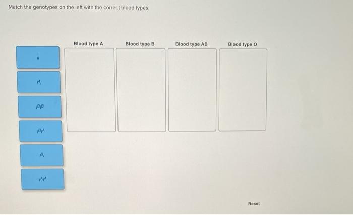 Solved Match the genotypes on the left with the correct | Chegg.com