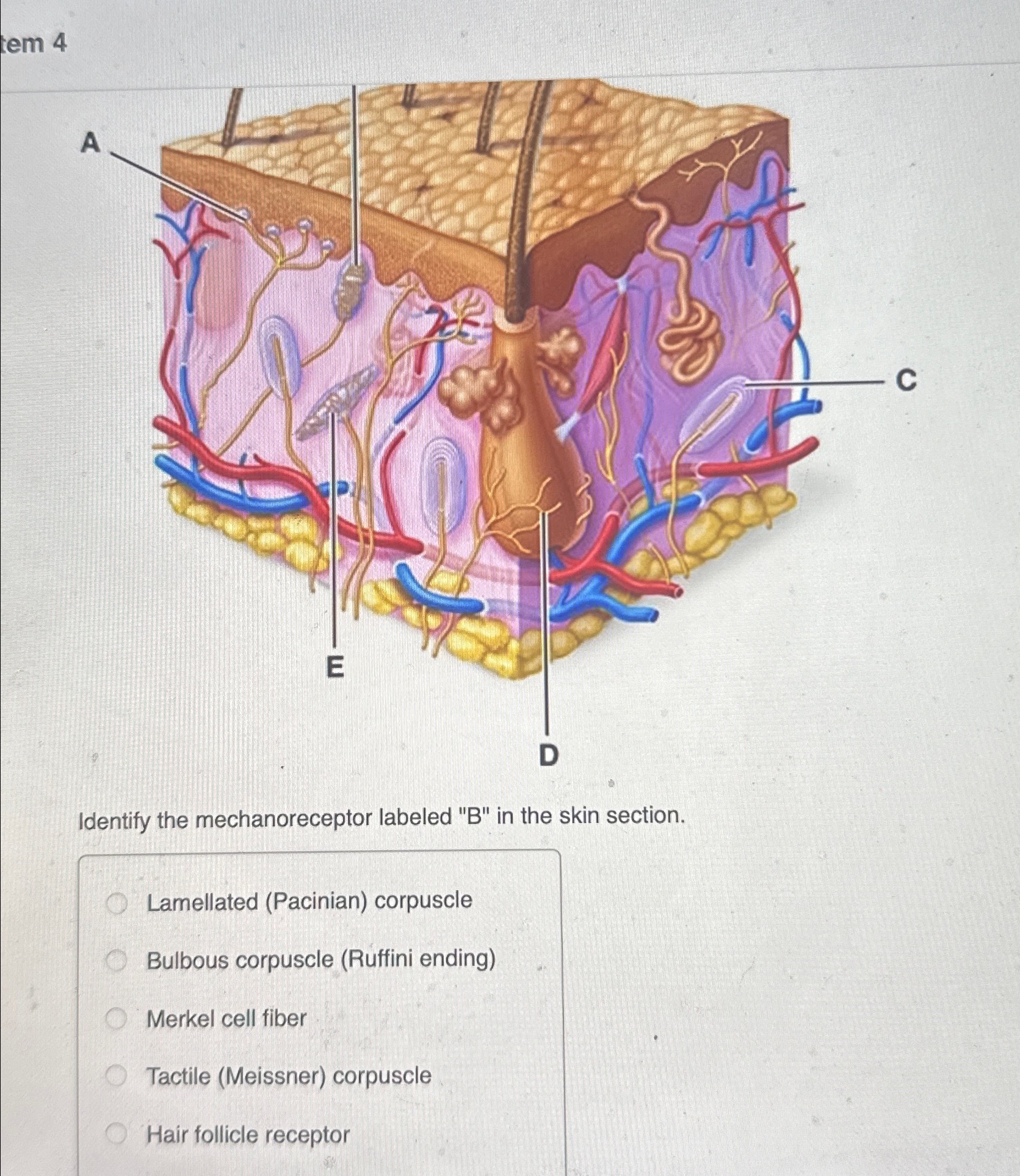 Solved tem 4Identify the mechanoreceptor labeled "B" ﻿in the | Chegg.com