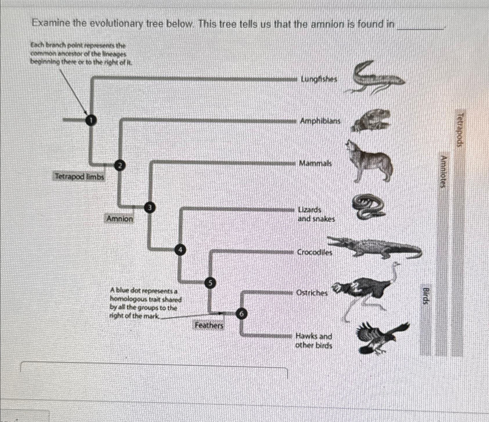 Solved Examine the evolutionary tree below. This tree tells | Chegg.com